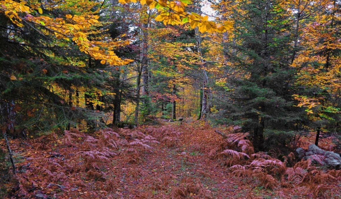 Laista - The beautiful most remote village of Zagori